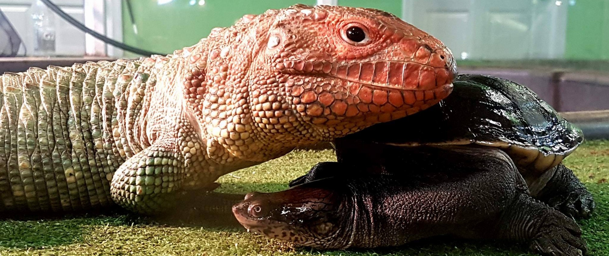 The Future | The Reptile Guy